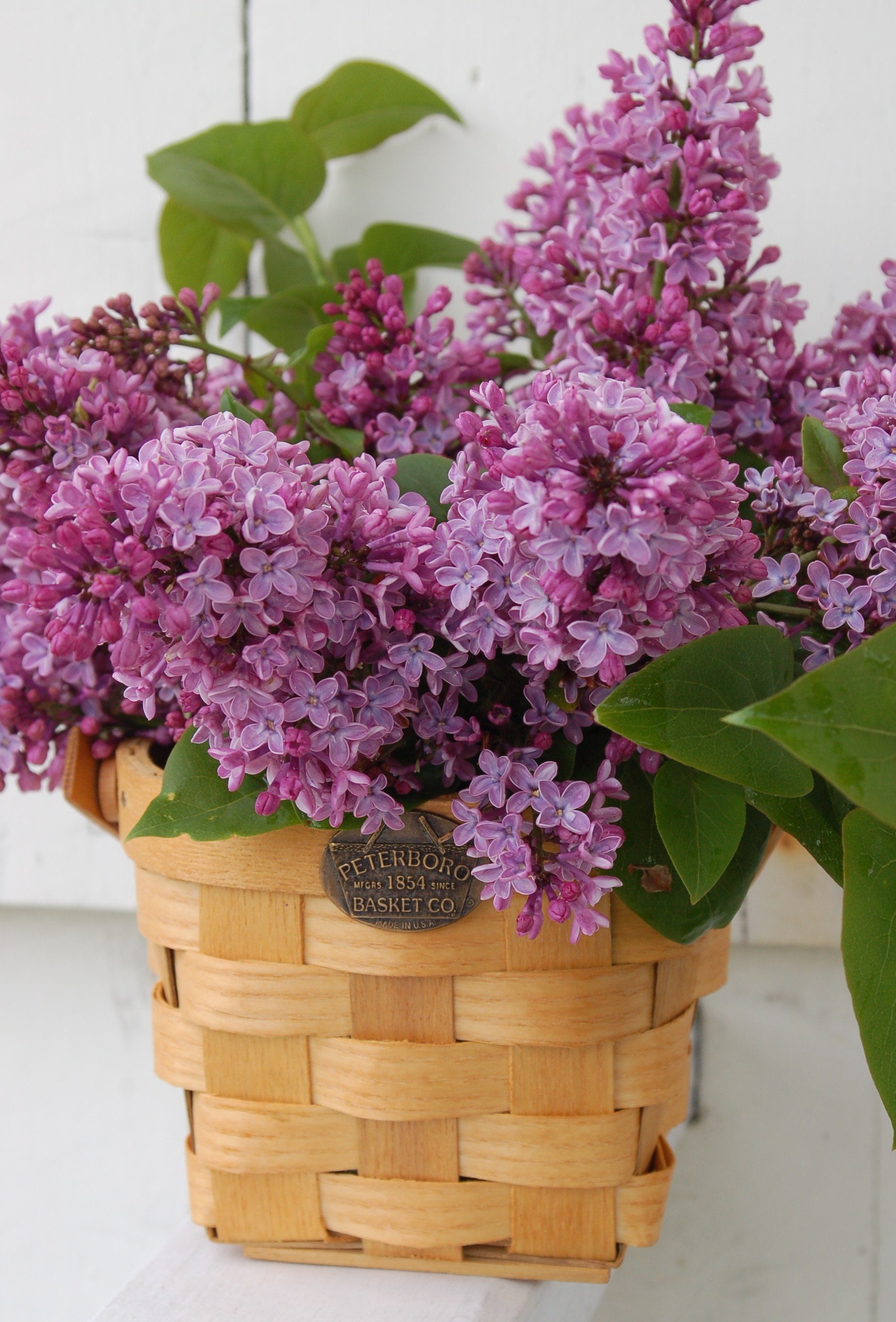 Vintage Lilacs! – Melissa Trainer