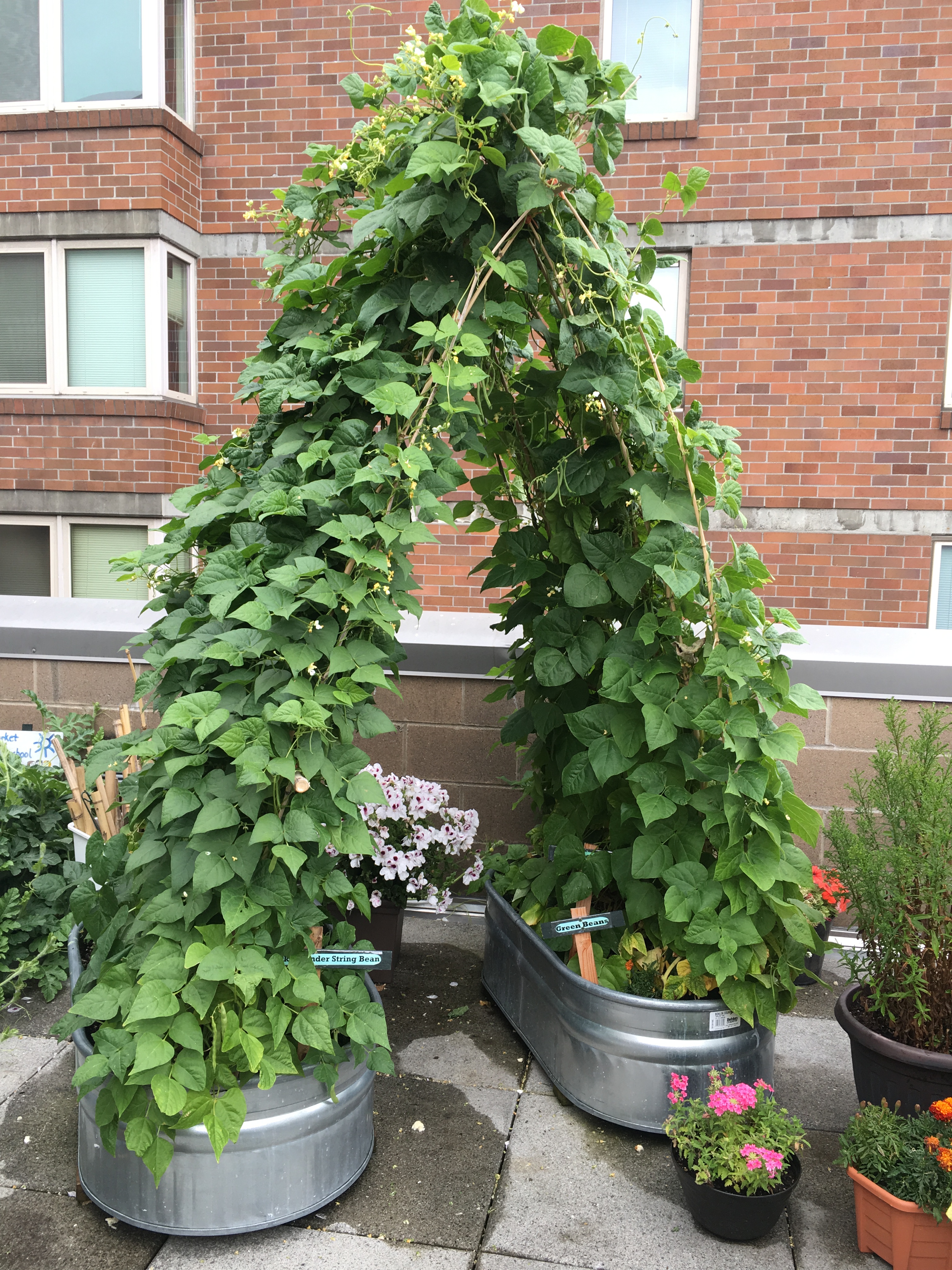 Pole Beans – Melissa Trainer